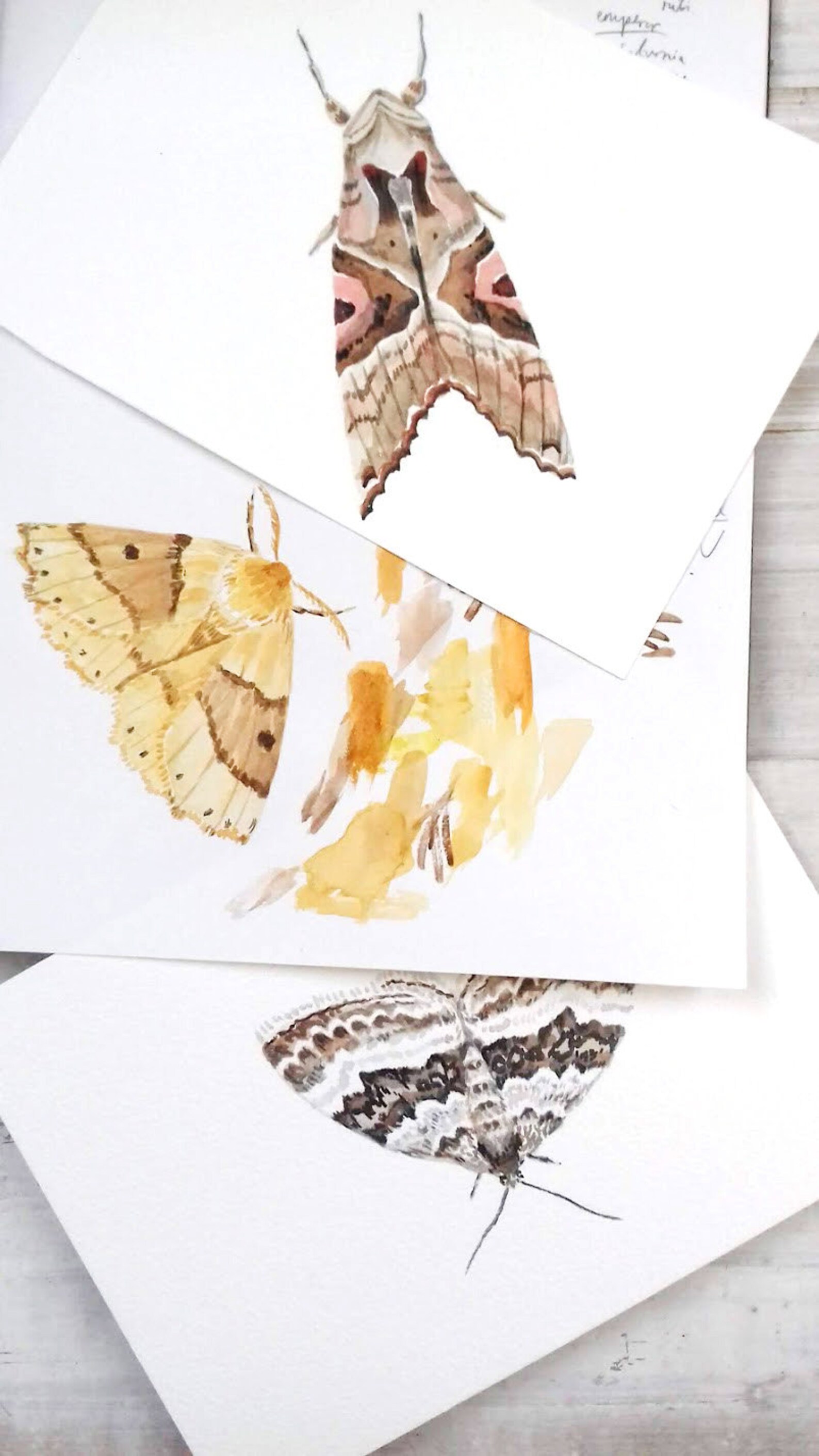 Moth Species Art Print A4 Size - Etsy