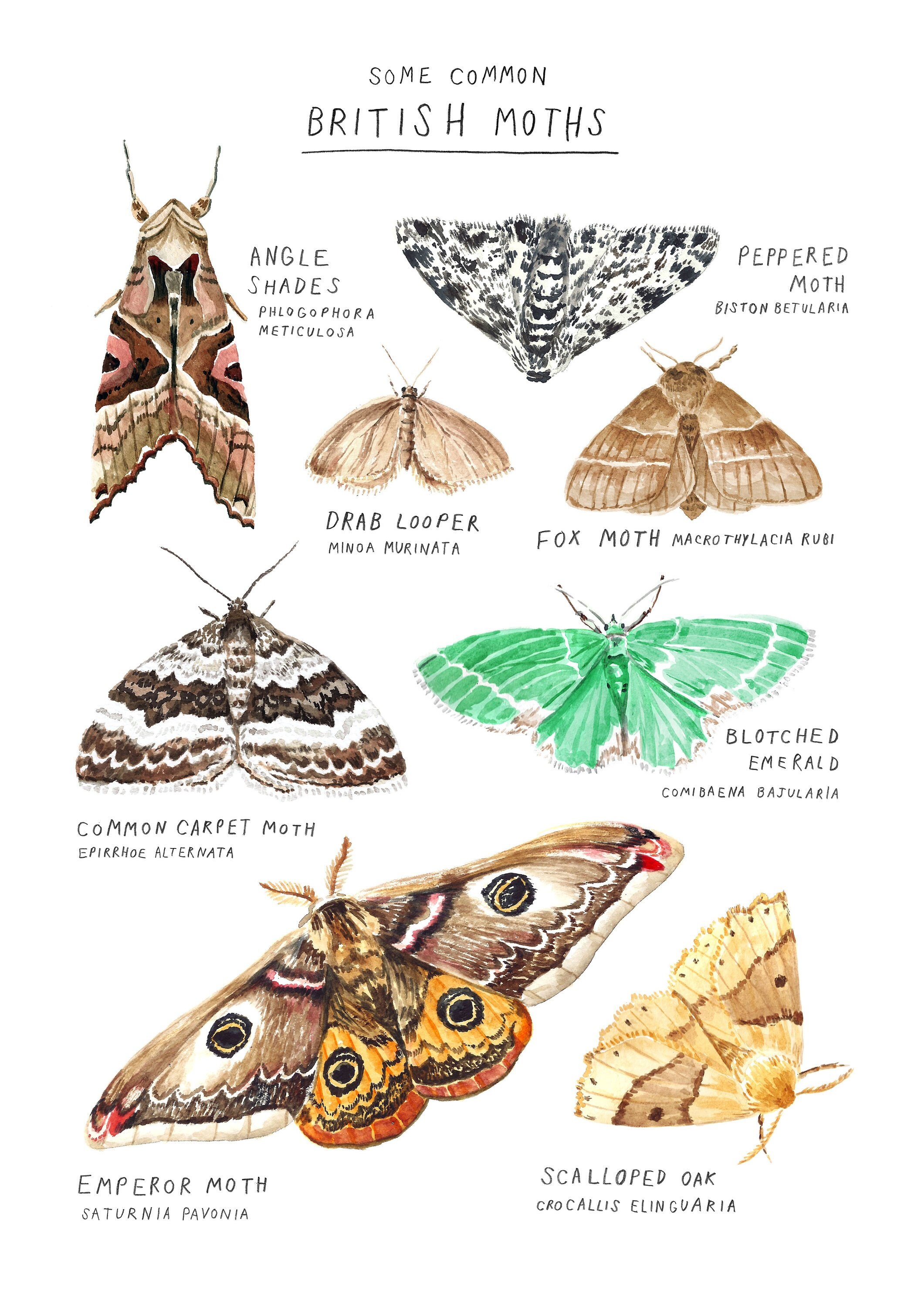 Moth Species Art Print A4 Size British Moths Wildlife Etsy Moth Species Art Print A4 Size British Moths Wildlife Etsy