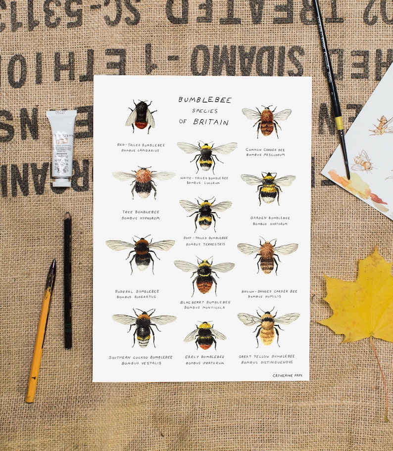 Bumblebee Species Art Print A4 Bee Poster - Etsy UK