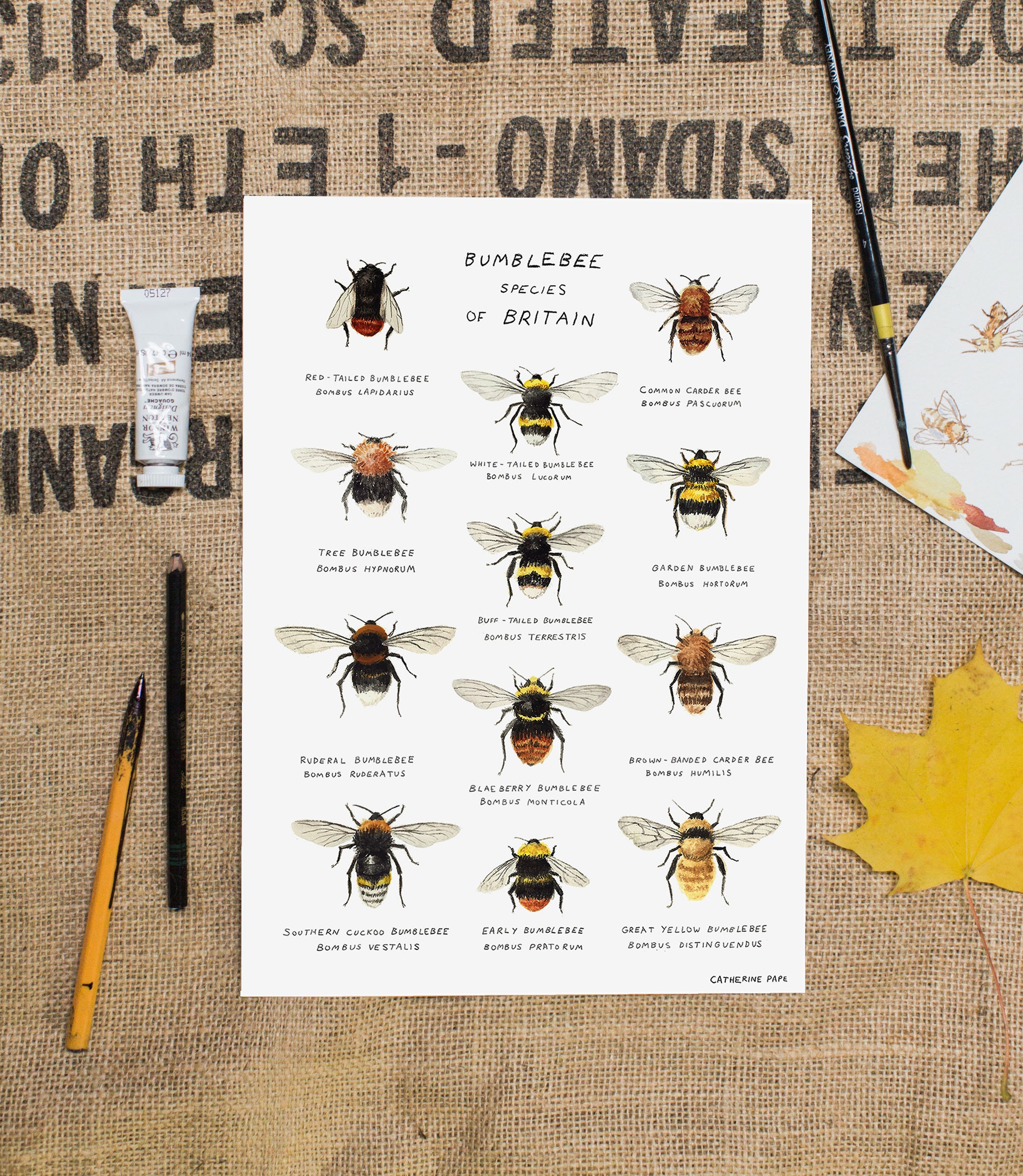 Types Of Bumble Bees
