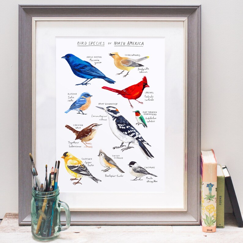 North American Birds Species Poster | Etsy Canada