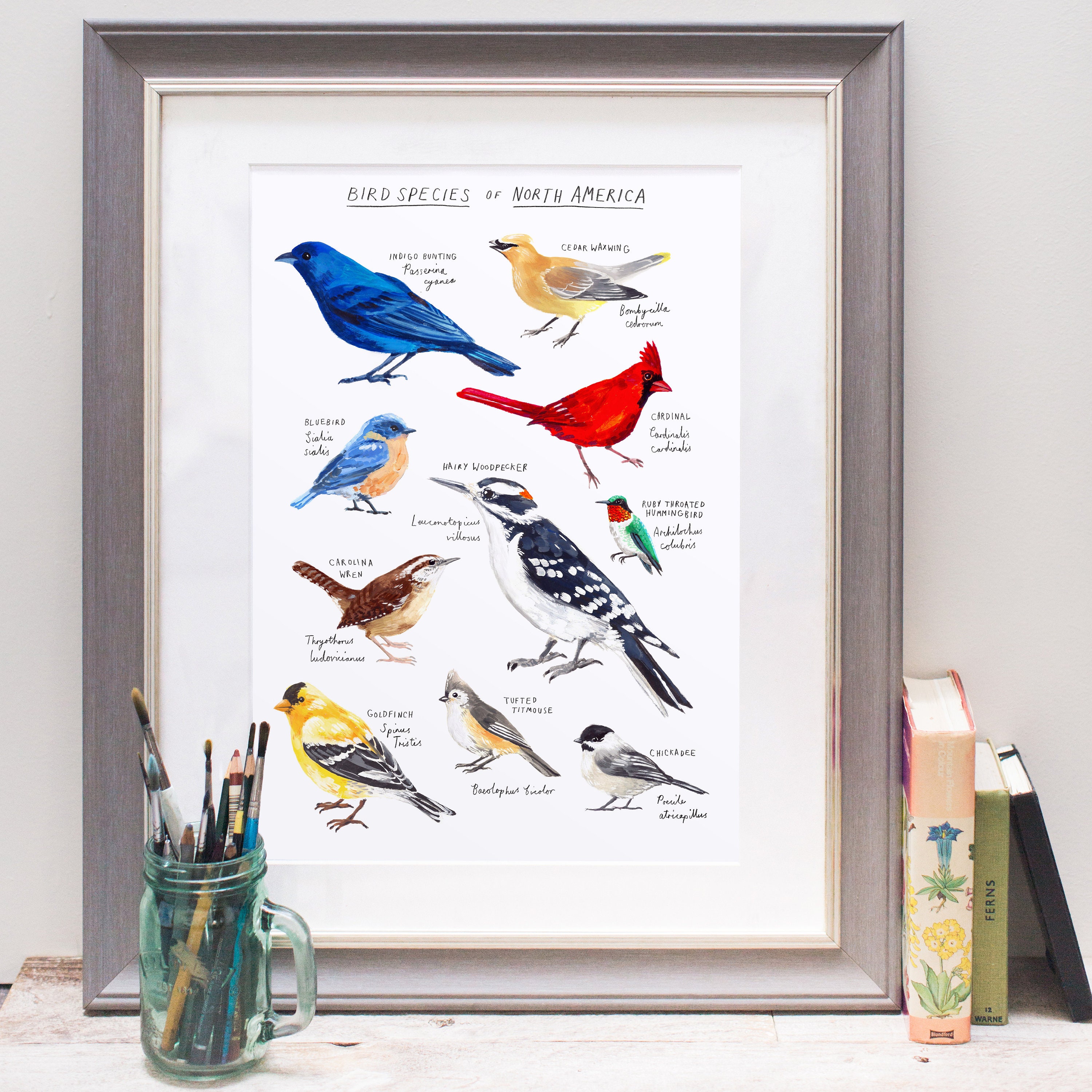 North American Birds Species Poster | Etsy Canada