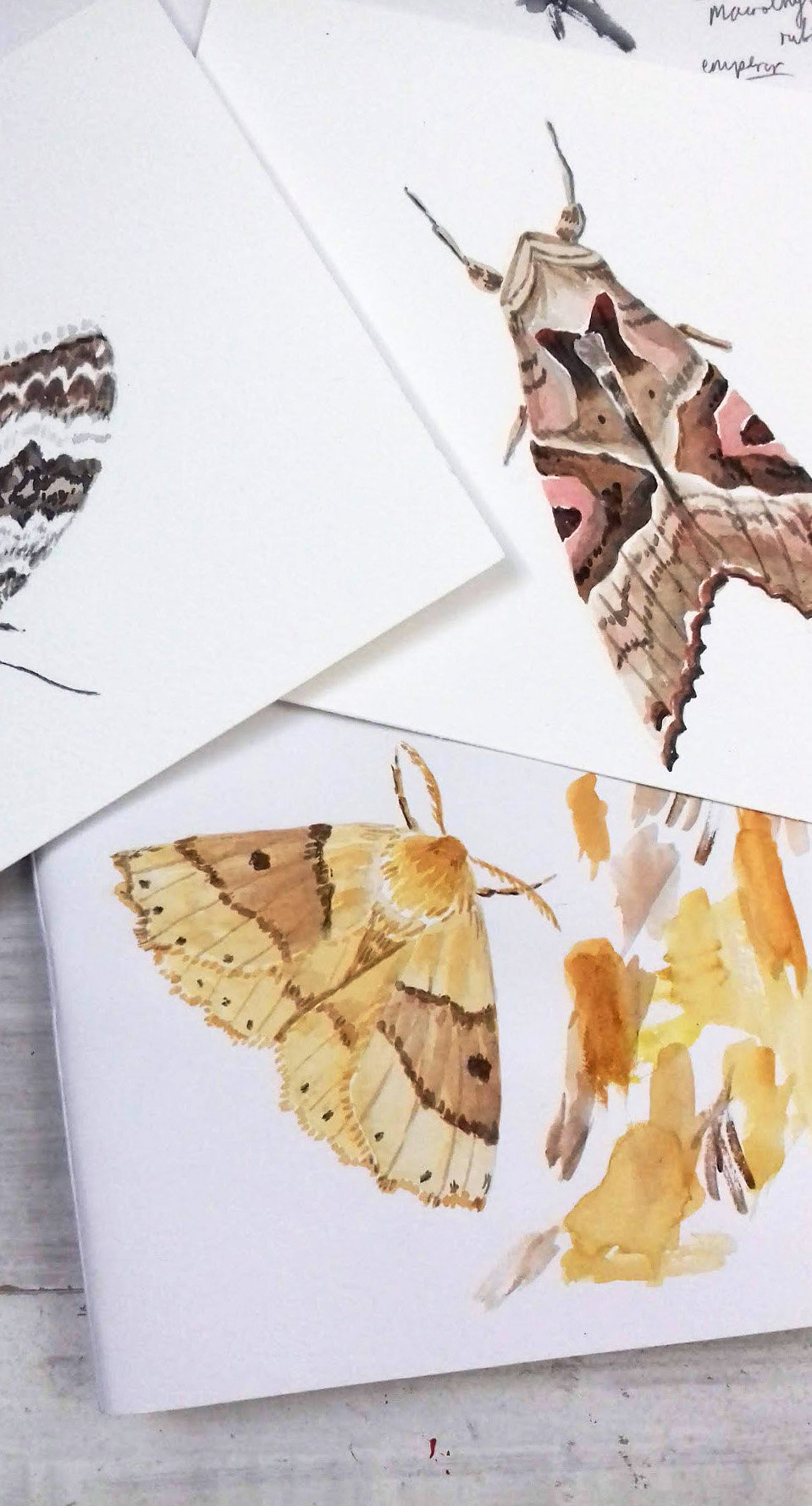 Moth Species Art Print A4 Size - Etsy