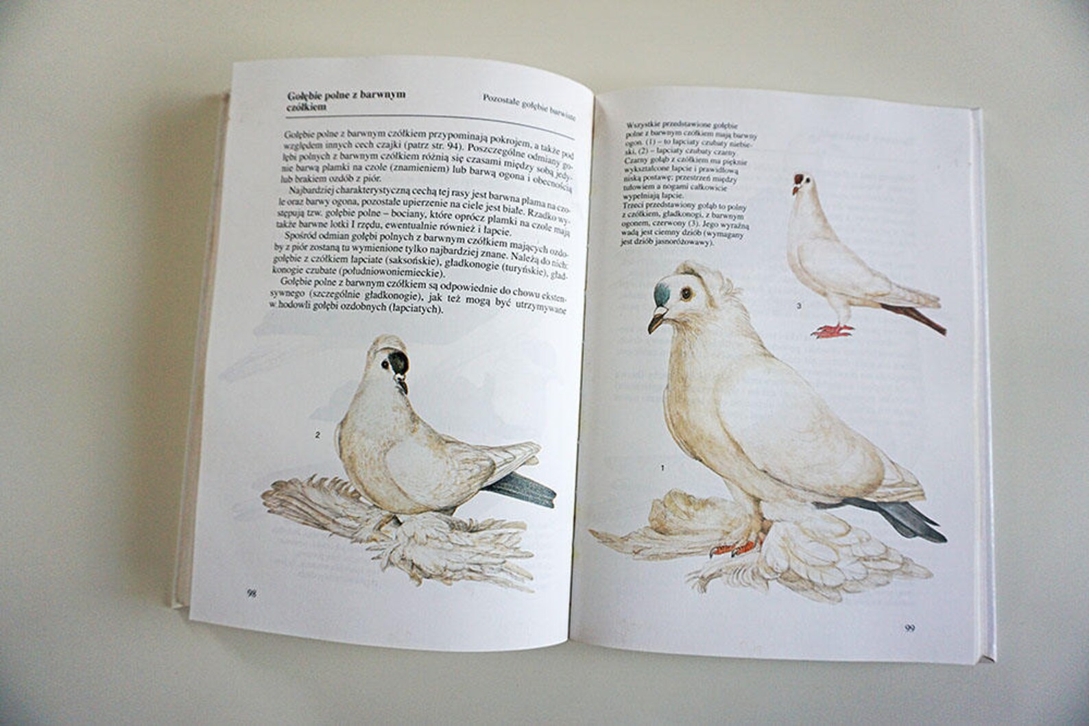 Vintage Illustrated Birds Book Vintage Birds Illustrations - Etsy