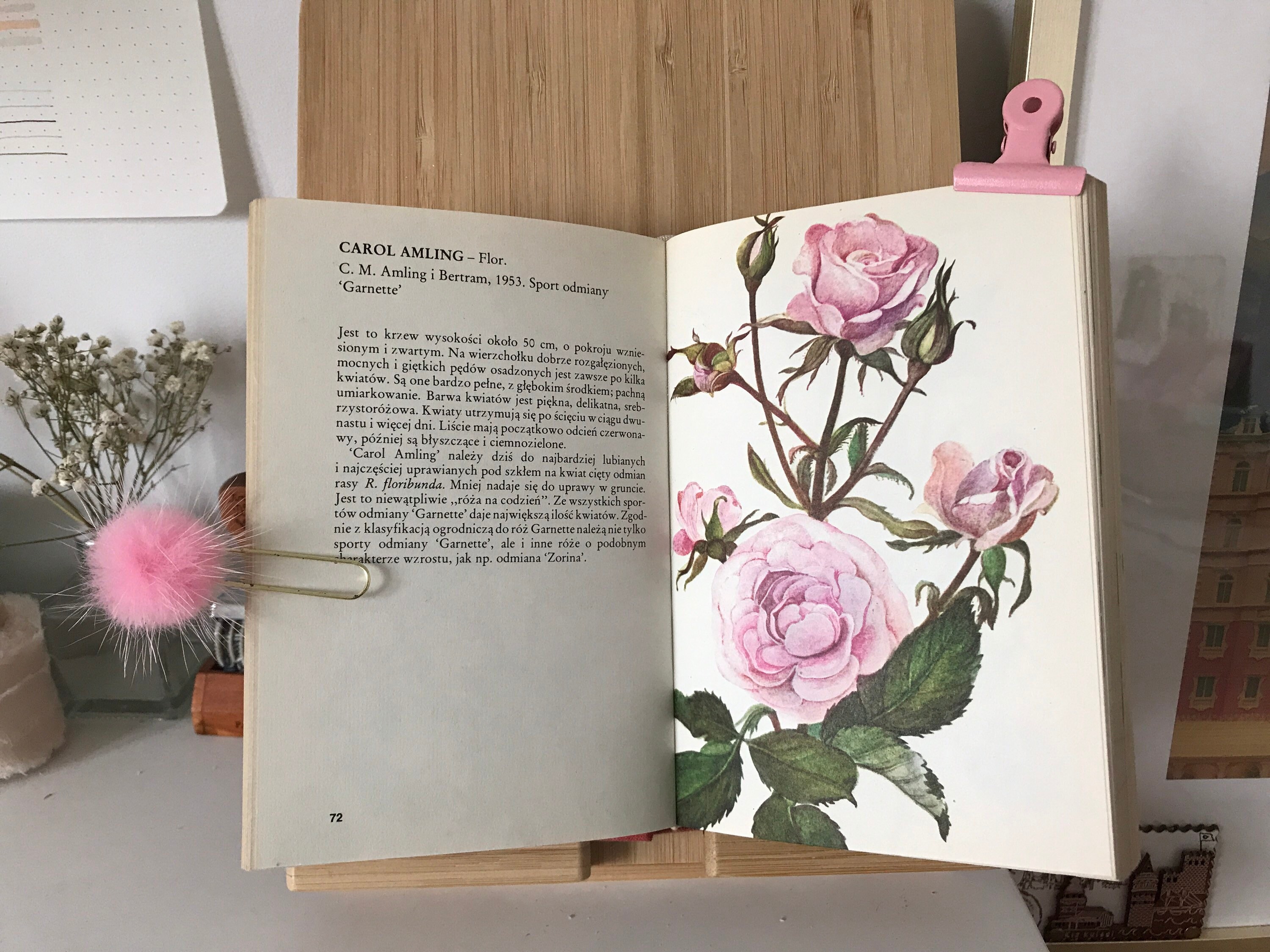 Vintage Illustrated Rose Book Vintage Rose Illustrations Rose ...