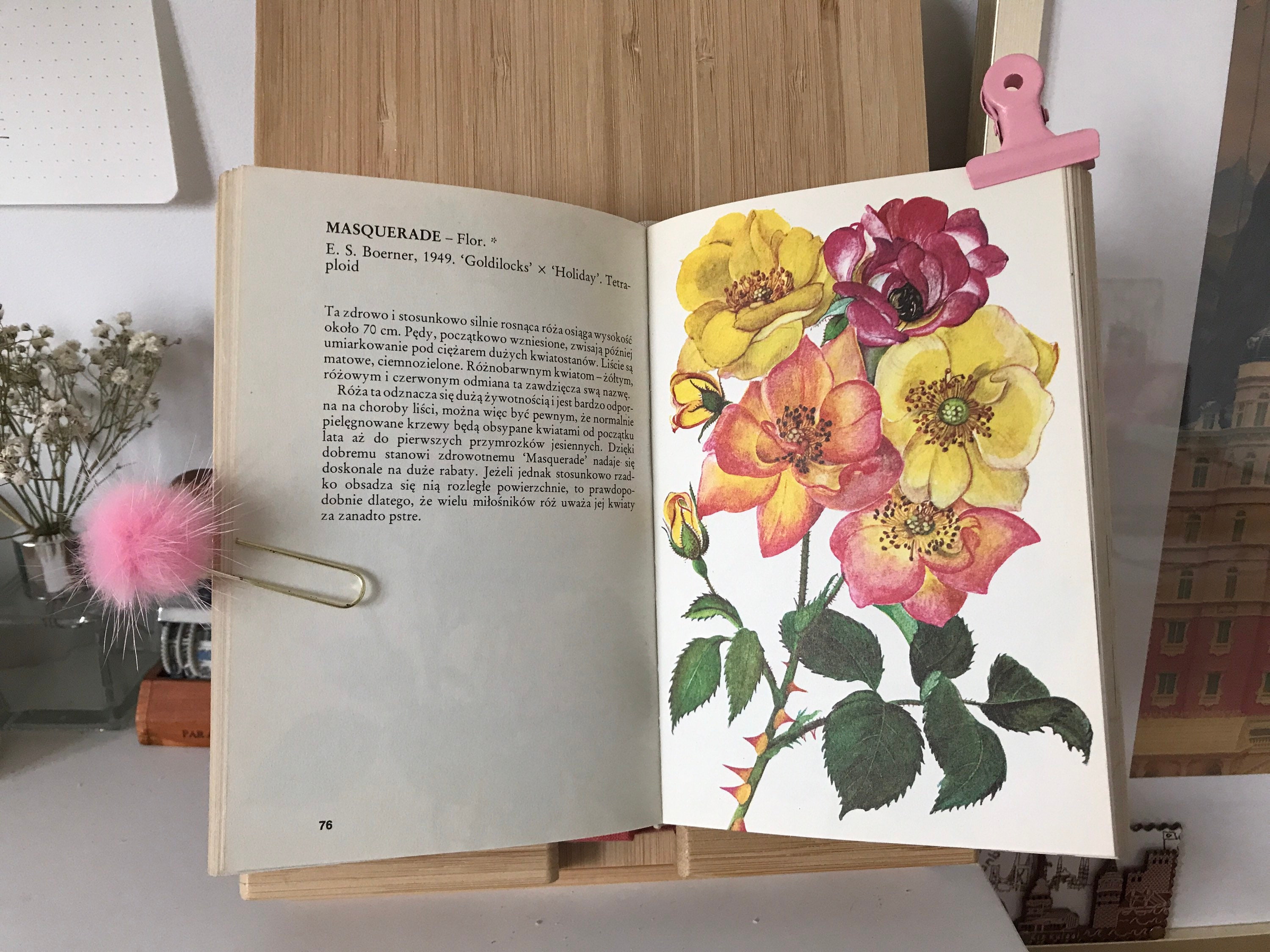 Vintage Illustrated Rose Book Vintage Rose Illustrations Rose ...