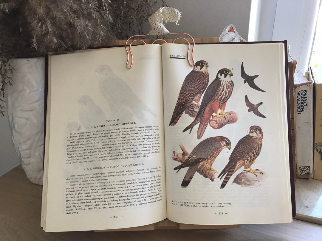 Vintage Illustrated Birds Book Vintage Birds Illustrations Birds ...