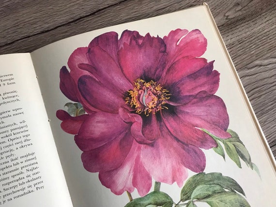 Vintage Illustrated Botanical Book Vintage Plant - Etsy
