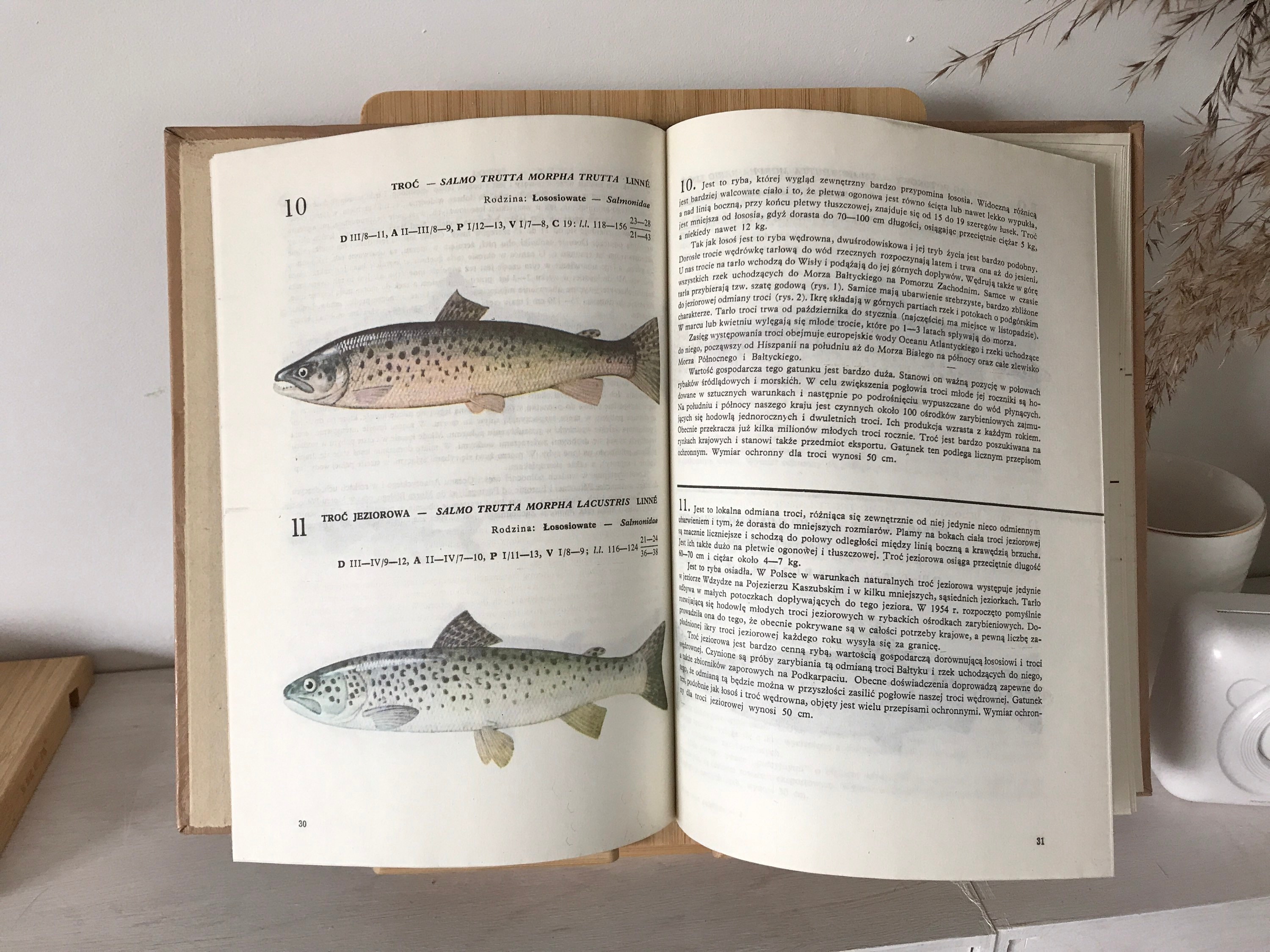Vintage Illustrated Fishbirds Book | Vintage Fish Illustrations | Fish ...