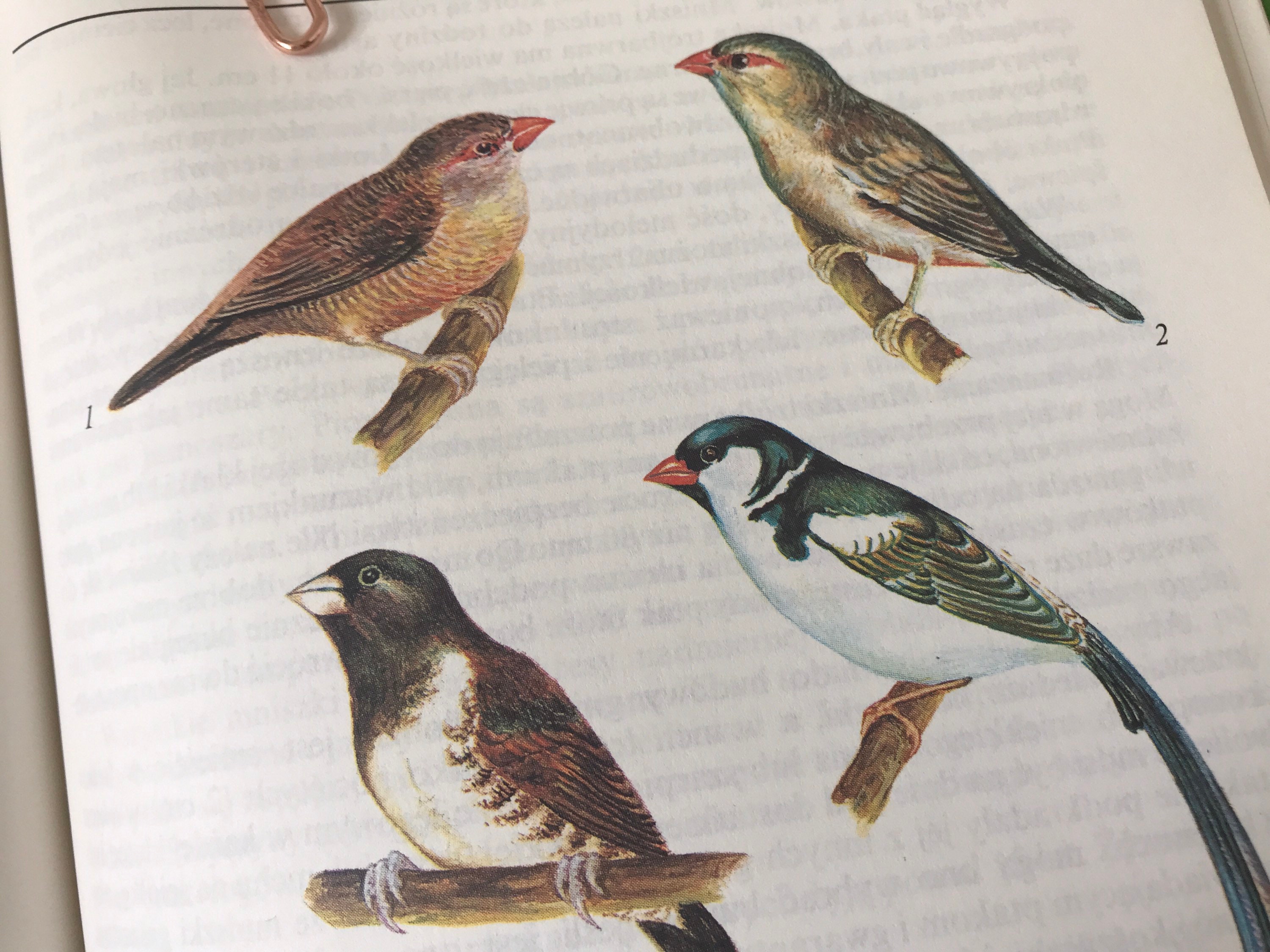 Vintage Illustrated Birds Book | Vintage Birds Illustrations | Birds ...