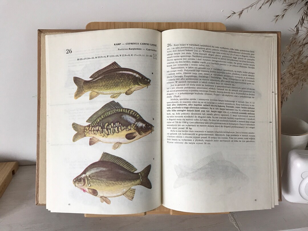 Vintage Illustrated Fishbirds Book | Vintage Fish Illustrations | Fish ...