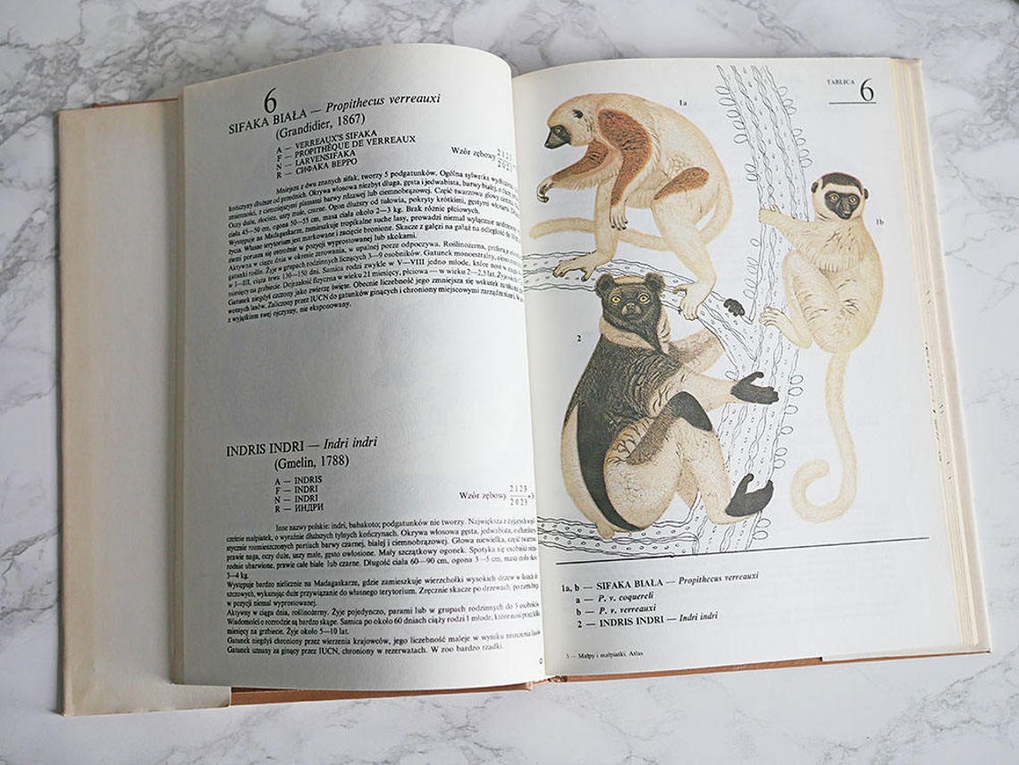 Vintage Illustrated Monkeys Book Vintage Monkeys | Etsy