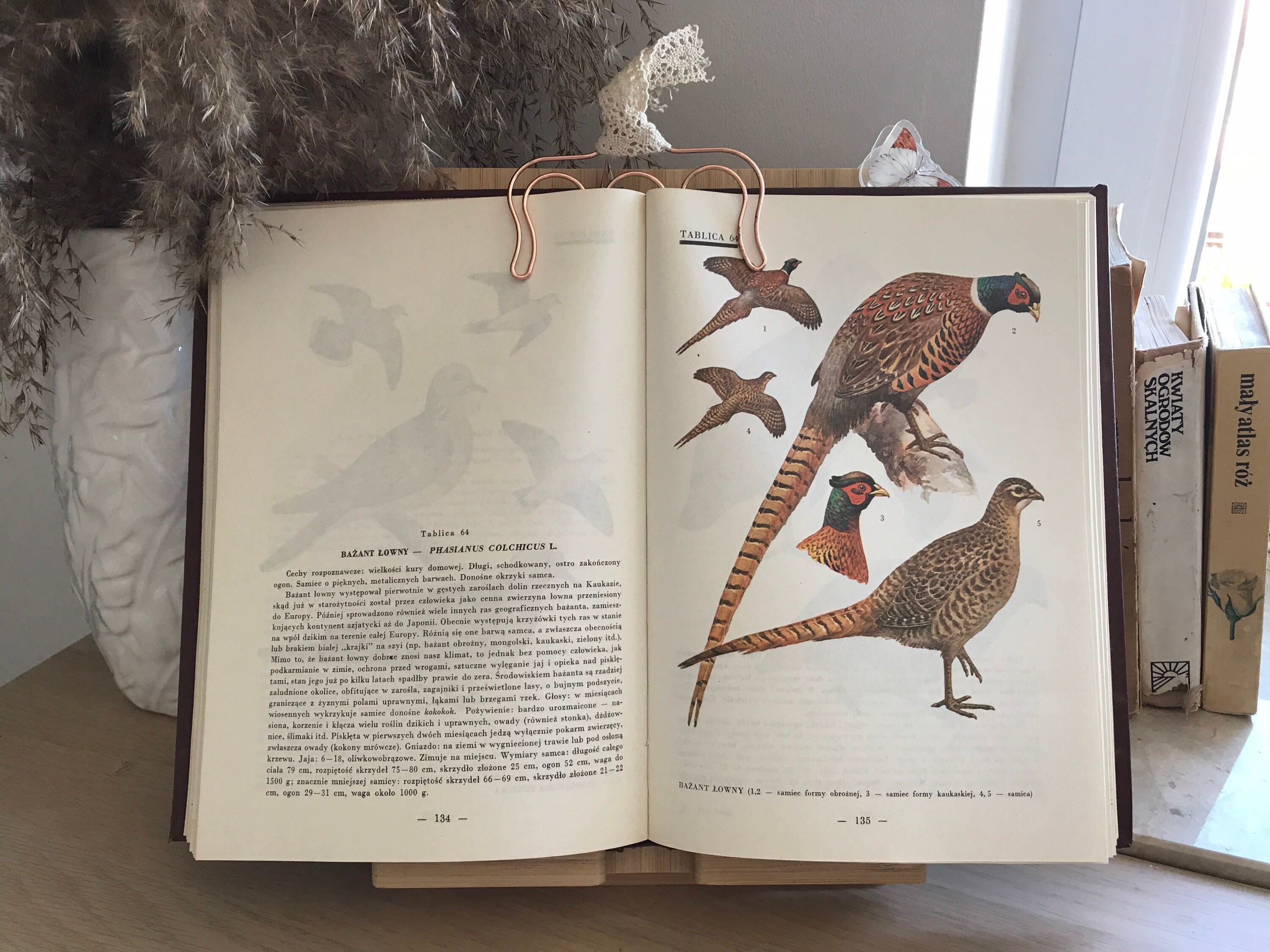 Vintage Illustrated Birds Book Vintage Birds Illustrations Birds ...