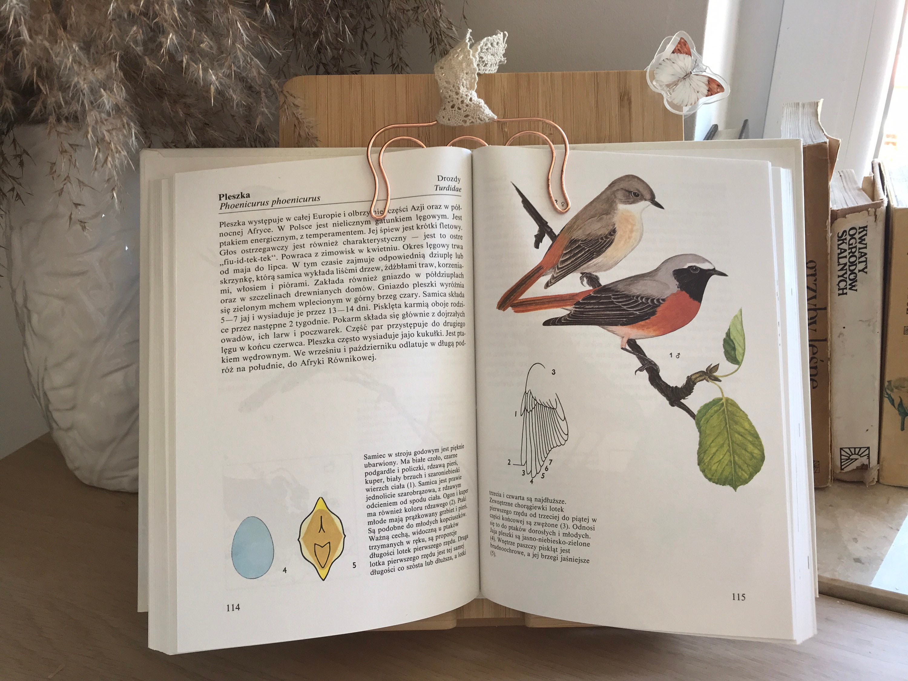 Vintage Illustrated Birds Book Vintage Birds Illustrations Birds ...