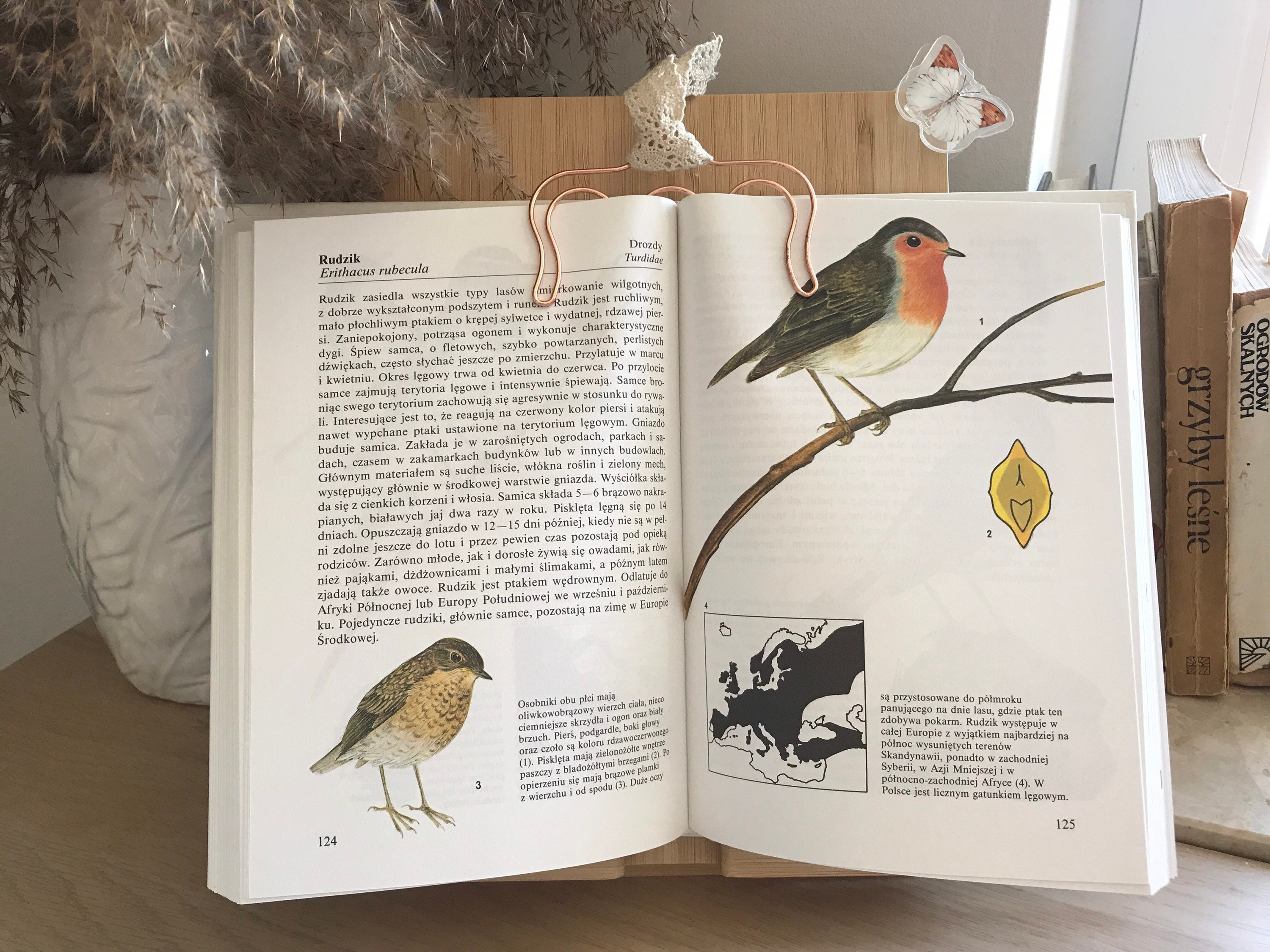 Vintage Illustrated Birds Book Vintage Birds Illustrations Birds ...