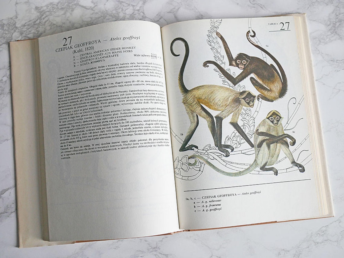 Vintage Illustrated Monkeys Book Vintage Monkeys - Etsy