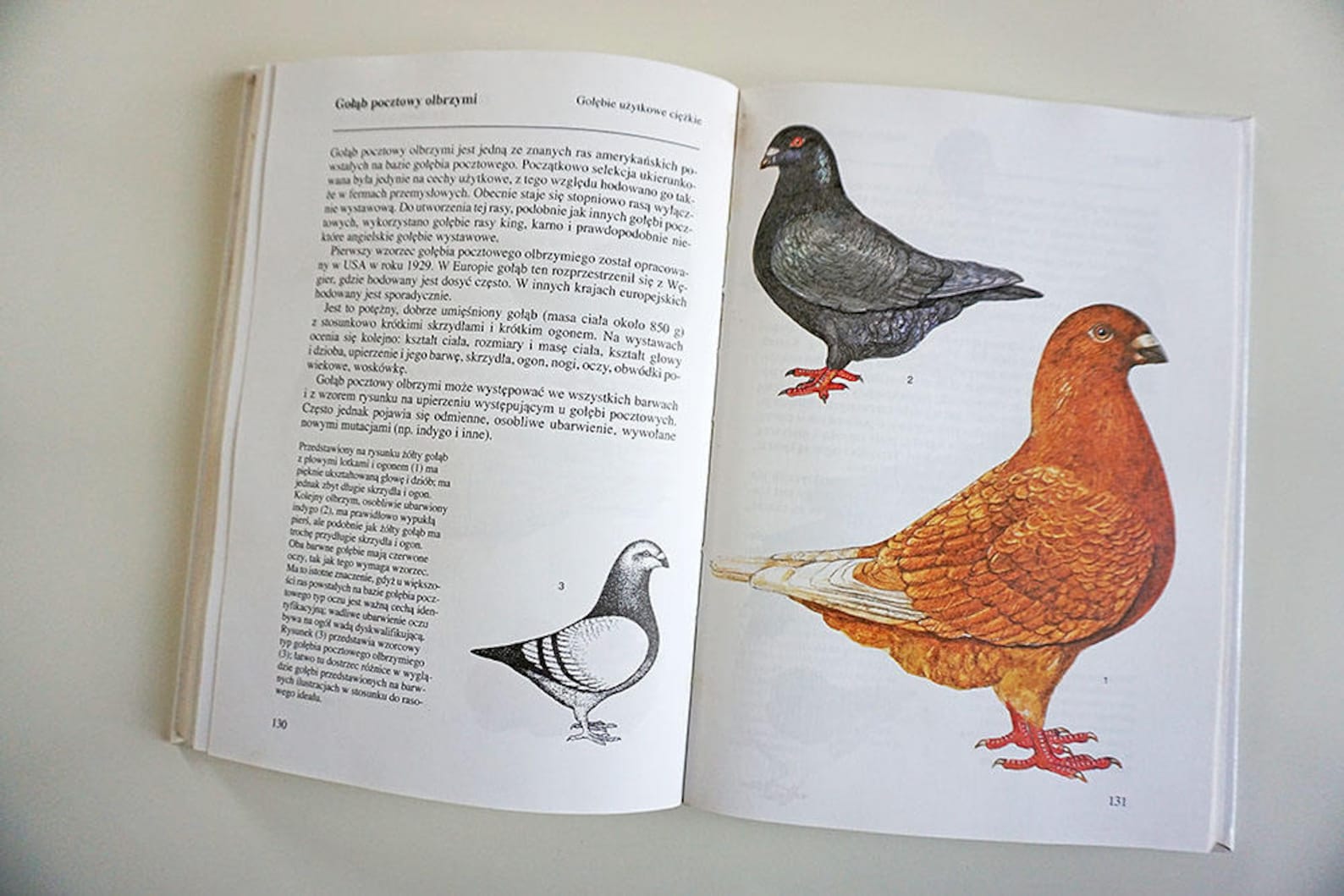 Vintage Illustrated Birds Book Vintage Birds Illustrations - Etsy