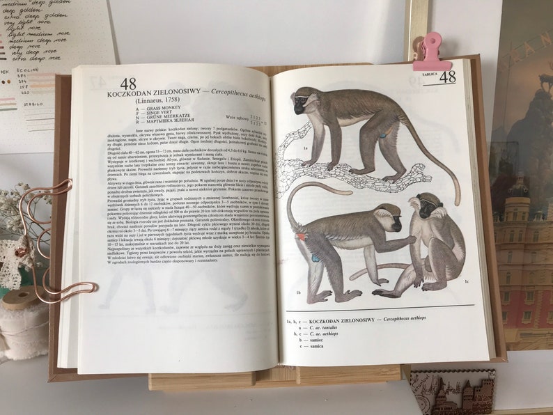 Vintage Illustrated Monkeys Book Vintage Monkeys Illustrations Monkeys ...