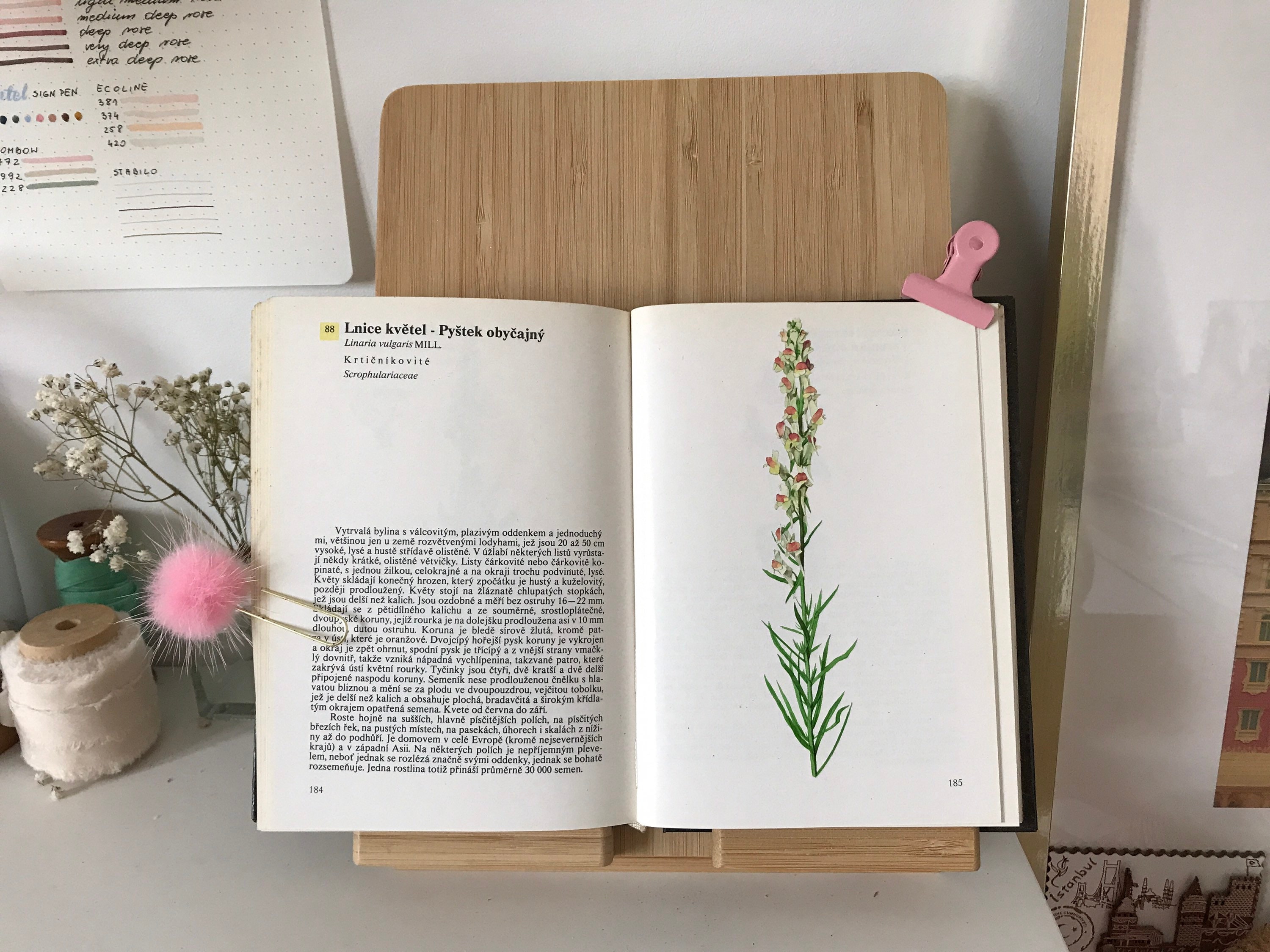 Vintage Illustrated Botanical Book | Vintage Plant Illustrations ...