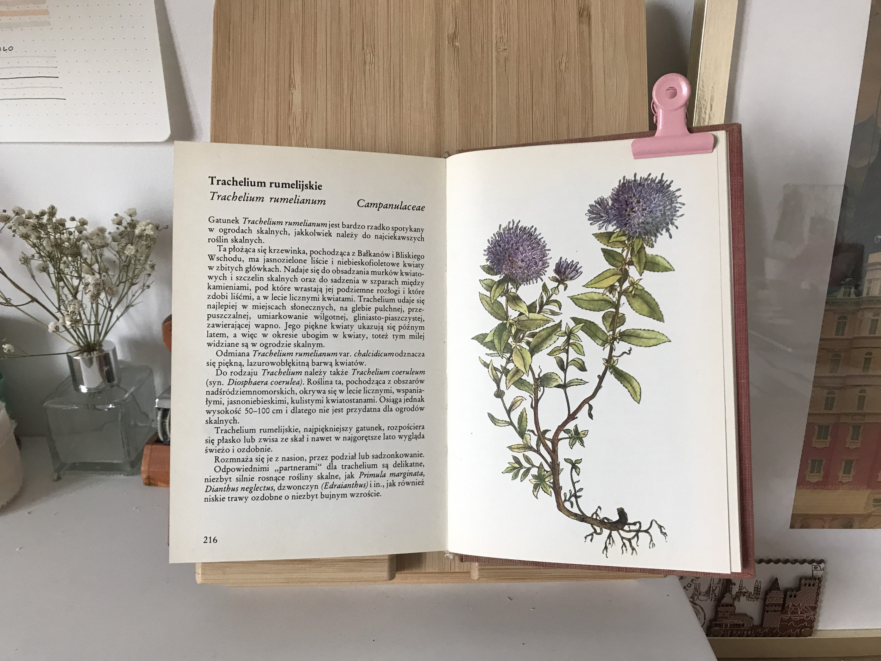 Vintage Illustrated Botanical Book Vintage Plant - Etsy