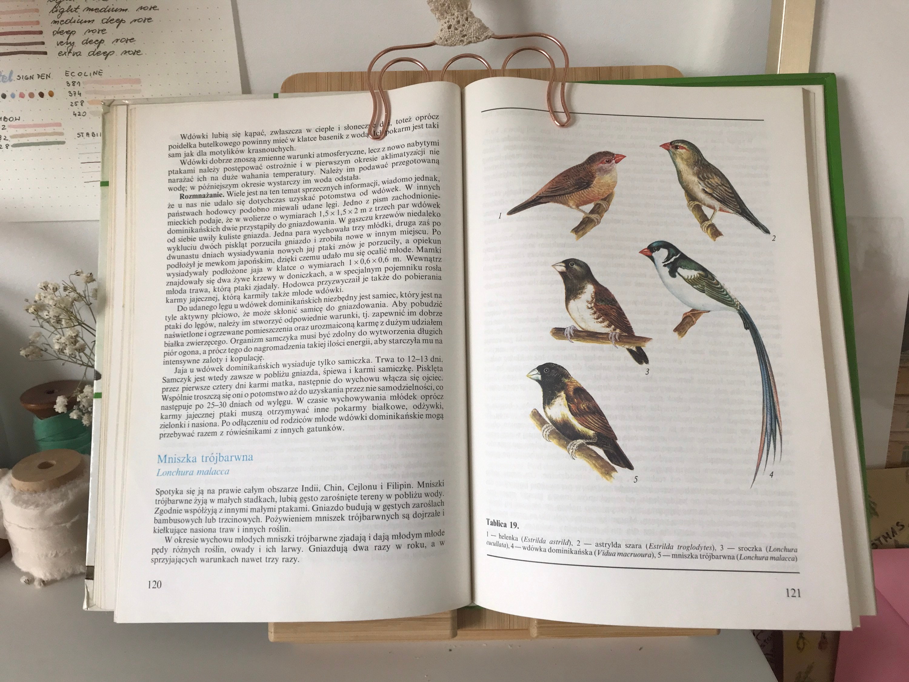 Vintage Illustrated Birds Book | Vintage Birds Illustrations | Birds ...