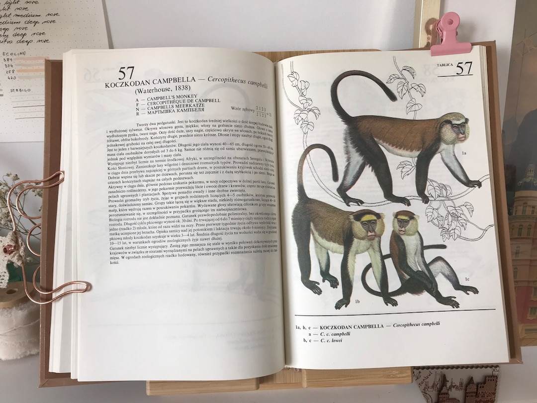 Vintage Illustrated Monkeys Book Vintage Monkeys Illustrations Monkeys ...