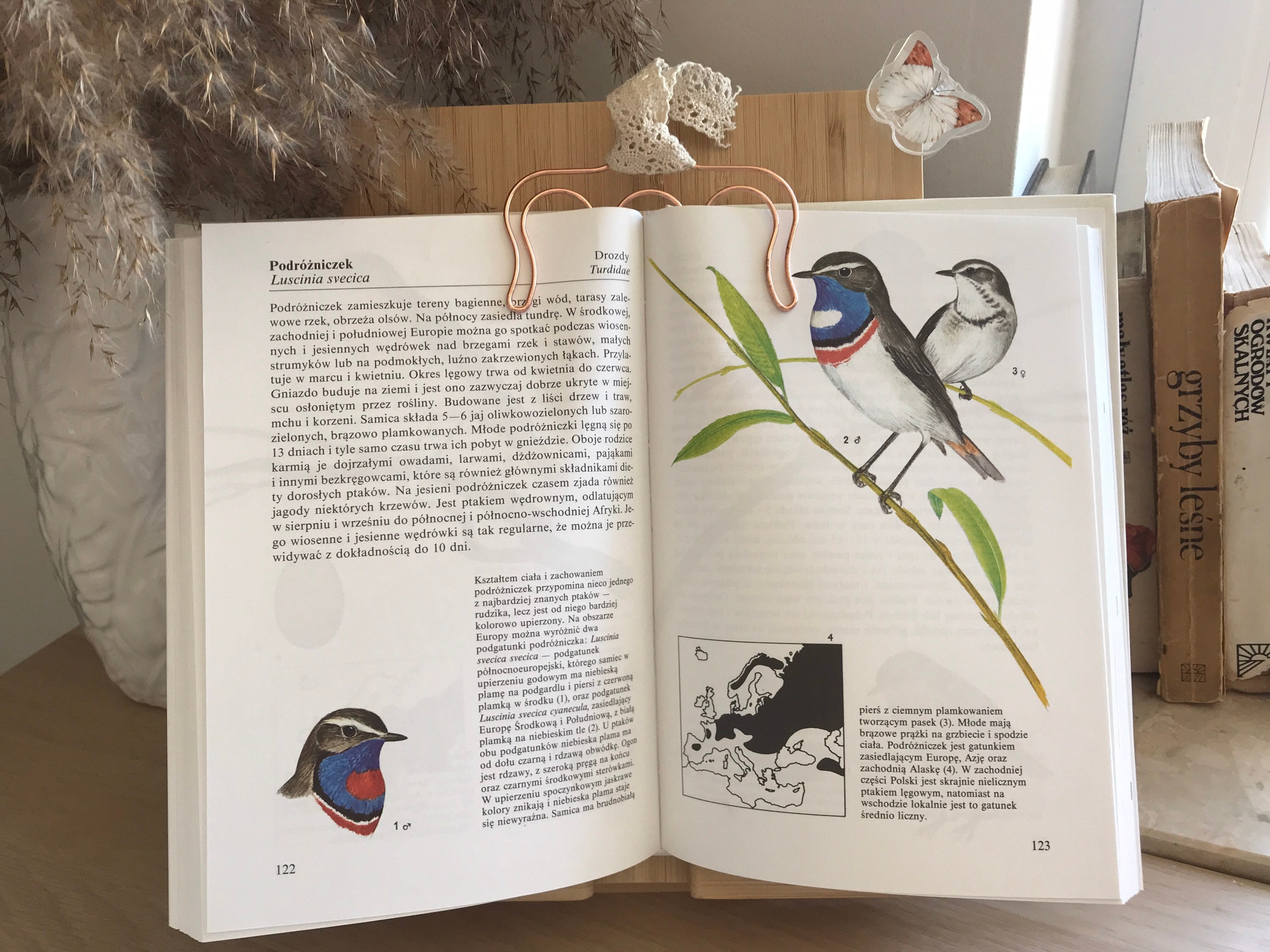 Vintage Illustrated Birds Book | Vintage Birds Illustrations | Birds ...