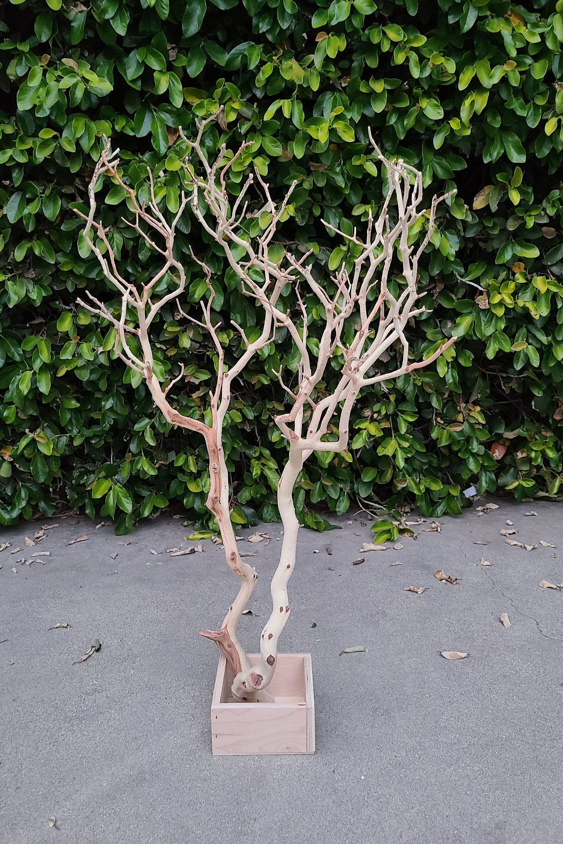 Thick Tree Branch