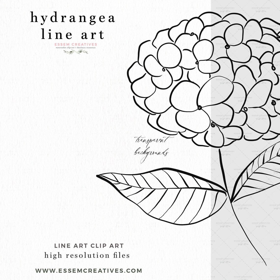 Hydrangea Line Art Floral Clipart Illustration Botanical - Etsy UK