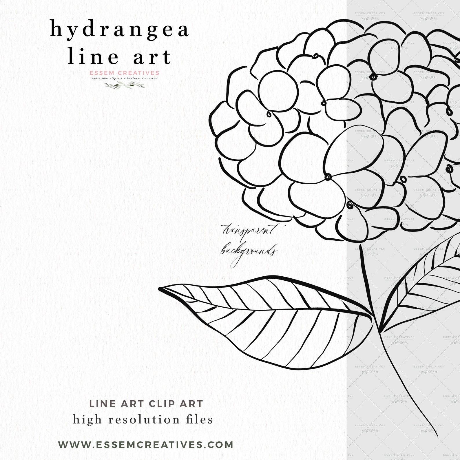 Hydrangea Line Art Floral Clipart Illustration, Botanical Flowers ...