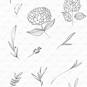 Hydrangea Line Art Floral Clipart Illustration, Botanical Flowers ...