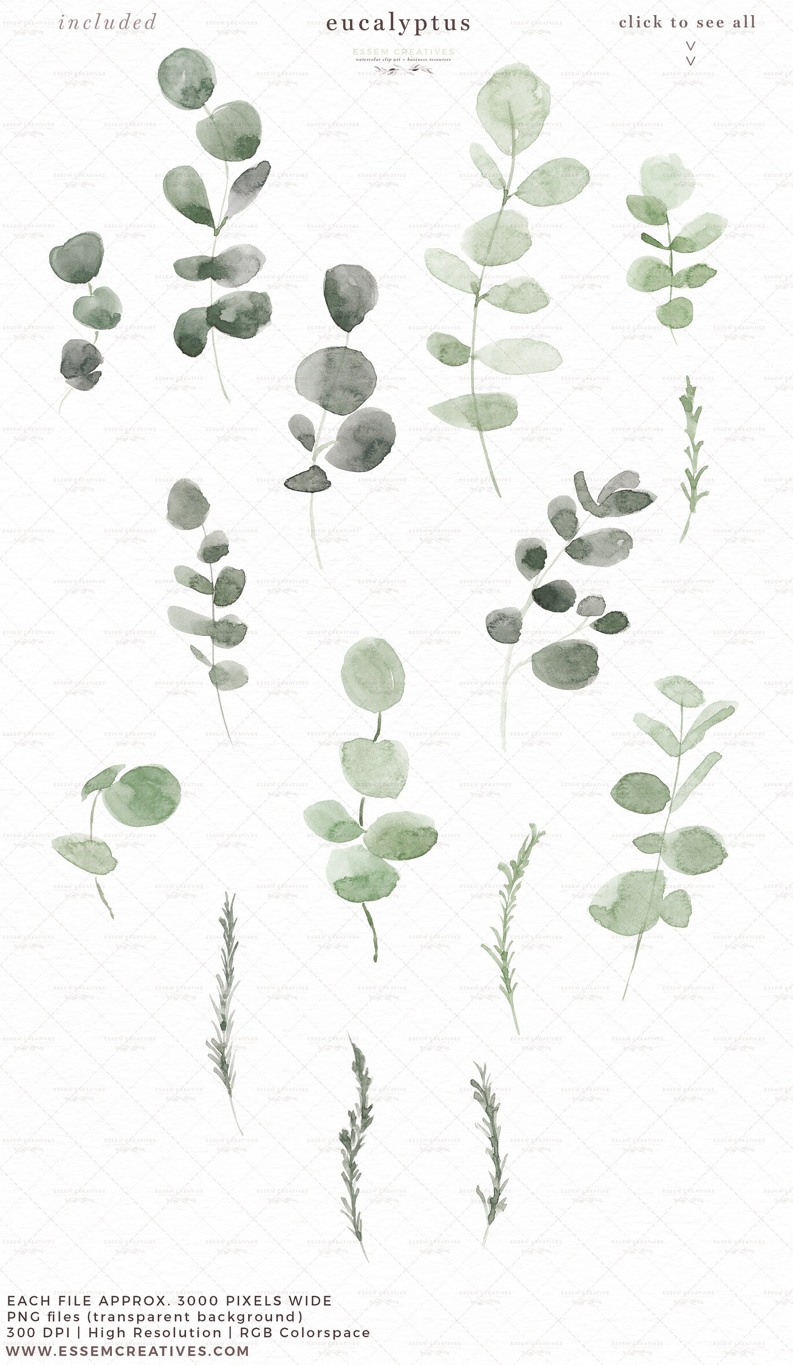 Watercolor Eucalyptus Leaf Clipart Green Leaves Branch Border | Etsy