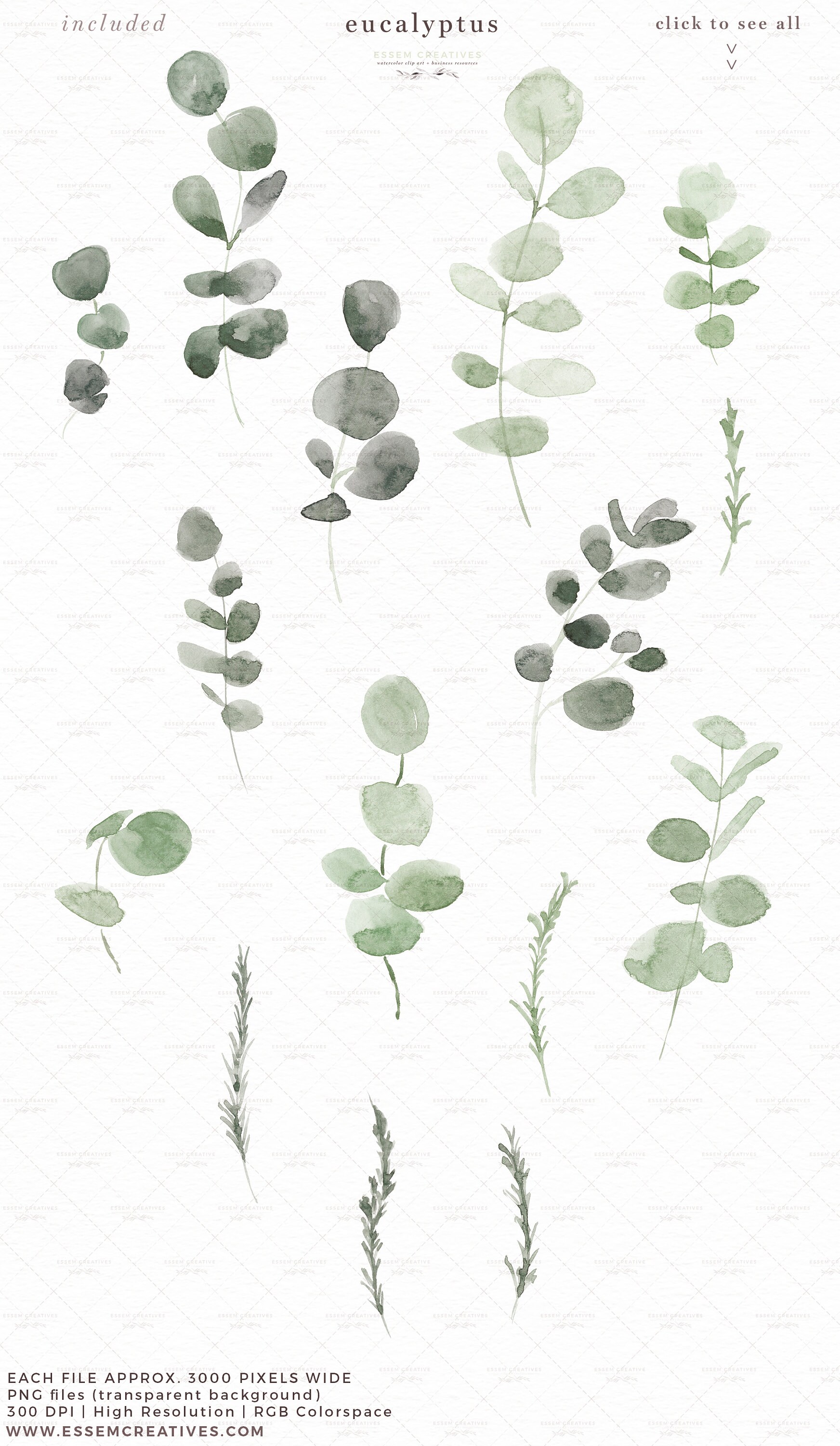 Watercolor Eucalyptus Leaf Clipart Green Leaves Branch Border | Etsy
