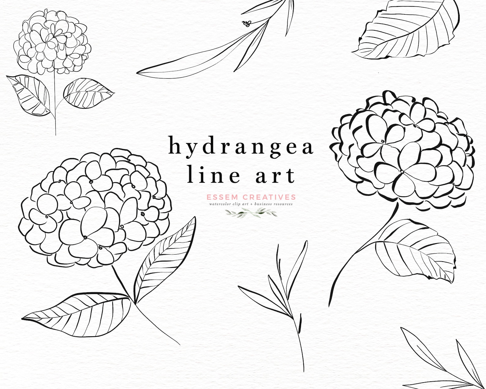Hydrangea Line Art Floral Clipart Illustration Botanical - Etsy