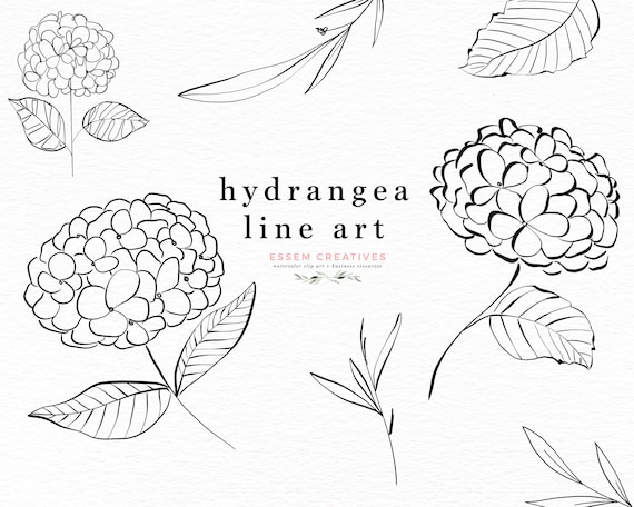 Hydrangea Line Art Floral Clipart Illustration Botanical Etsy