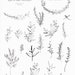 Line Art Leaves Clipart Illustration, Botanical Greenery Foliage ...