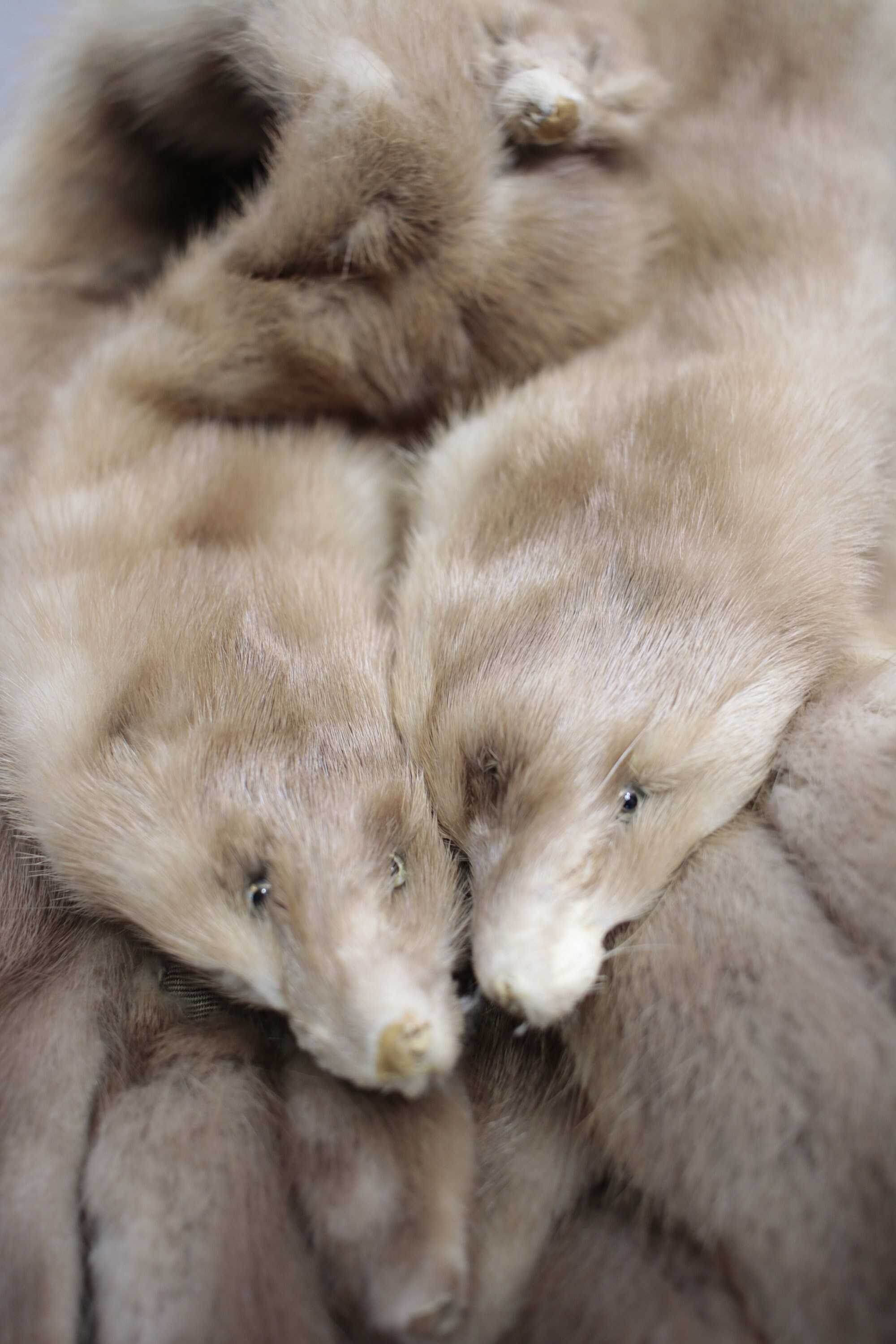 1940s-1950s blonde mink fur stole Vintage mink fur/real mink | Etsy