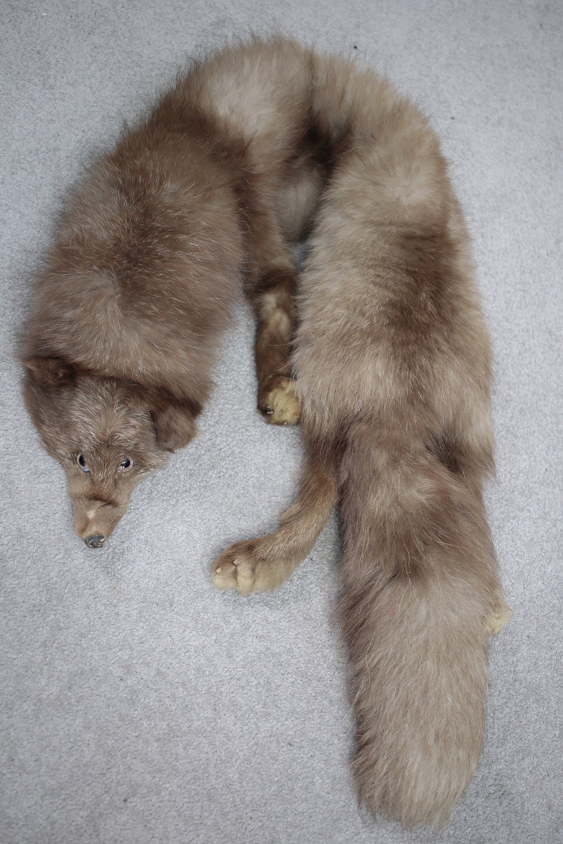 1940s Amber fox taxidermy stole Vintage fox fur/real fox | Etsy
