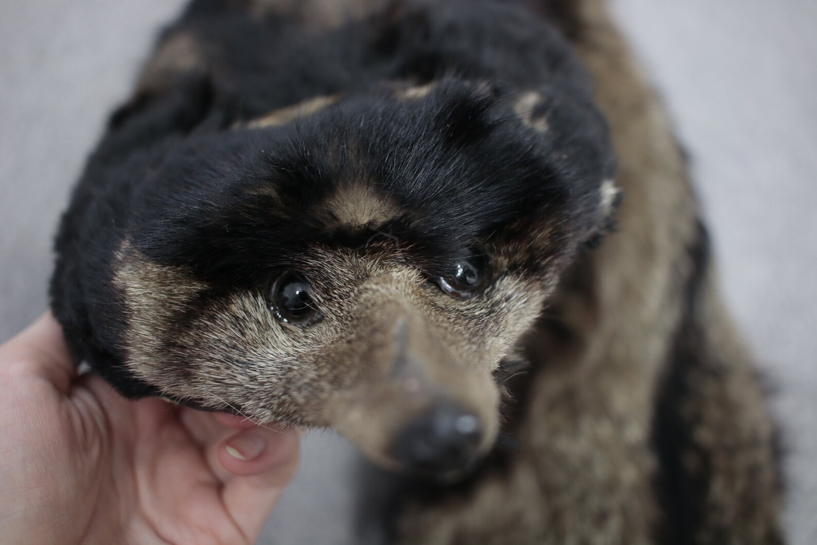 1920s-1930s Fox Fur Stole With Taxidermy vintage Fox Fur/real - Etsy UK