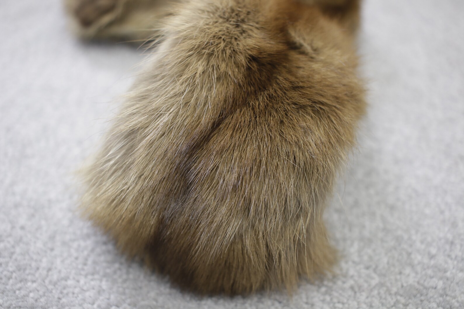 1920s-1930s sable fur stole Vintage sable fur/real sable | Etsy