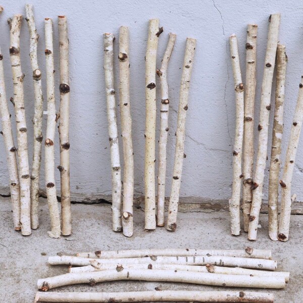 White Birch Logs - Etsy