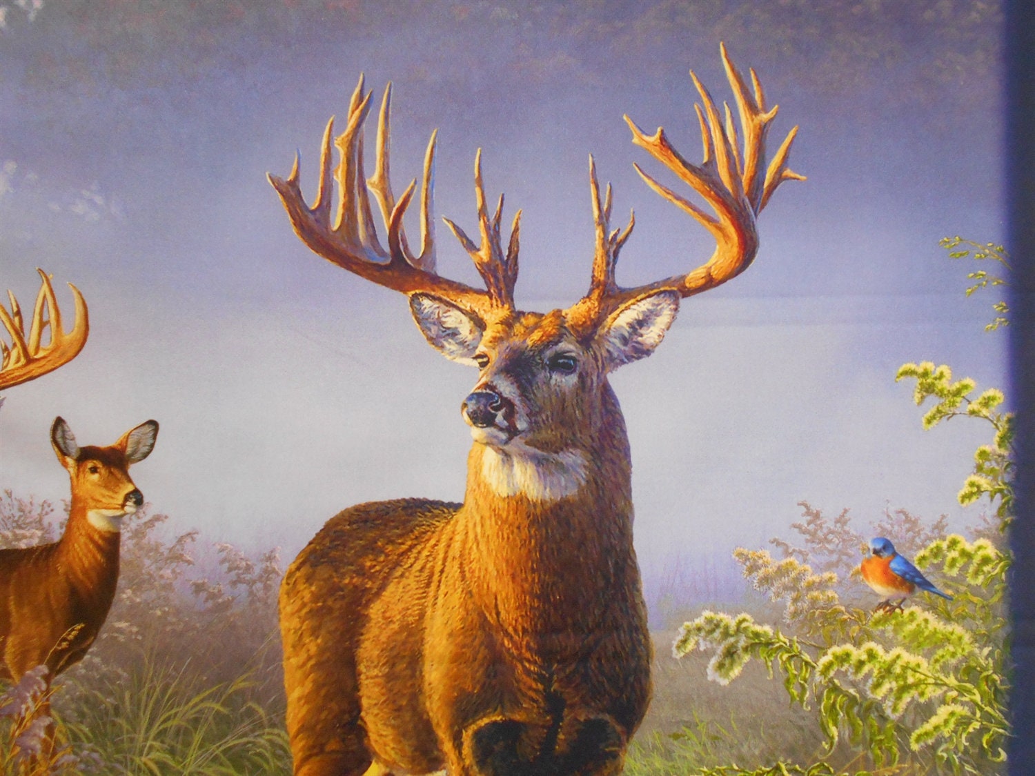 Fabric-deer Ridge/white Tailed Deer Panel/non-typical Bucks - Etsy Canada