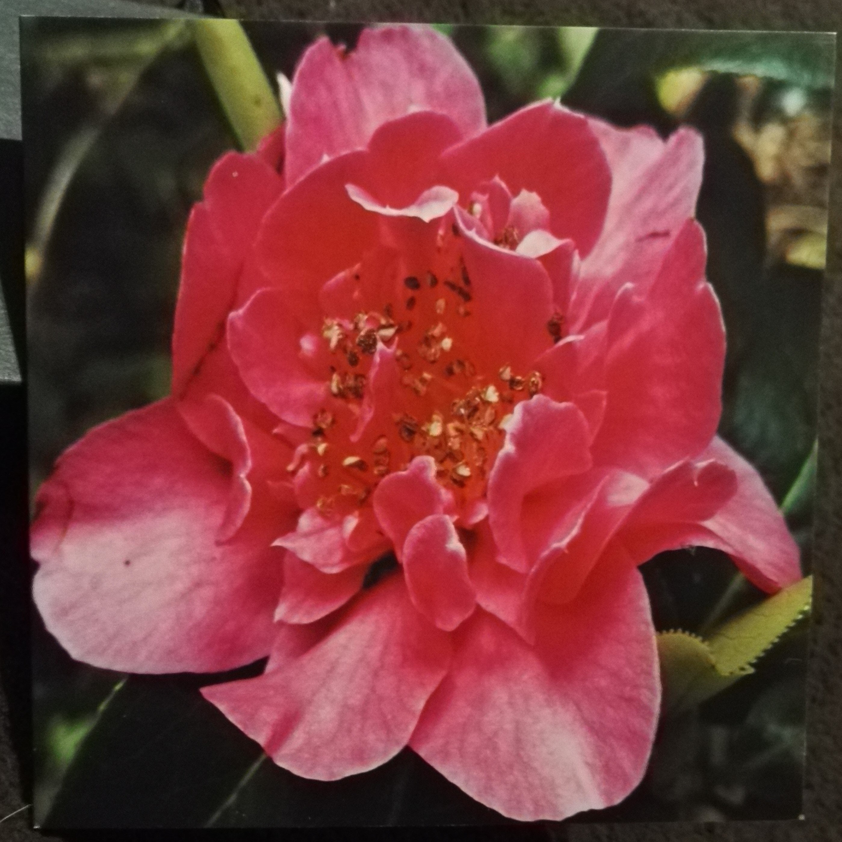 4 Different Blank Flower Greetings Cards for Celebrations and ...