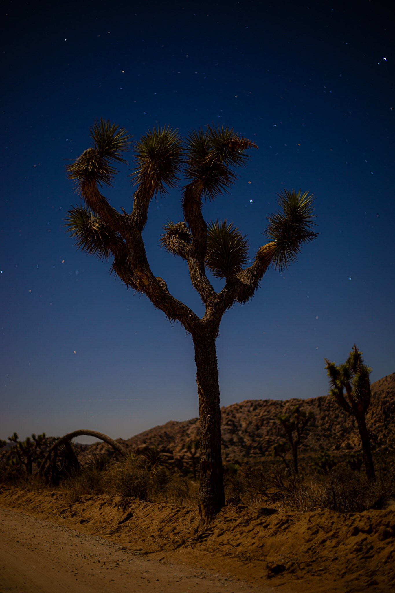 Joshua Tree Night Photography - Etsy