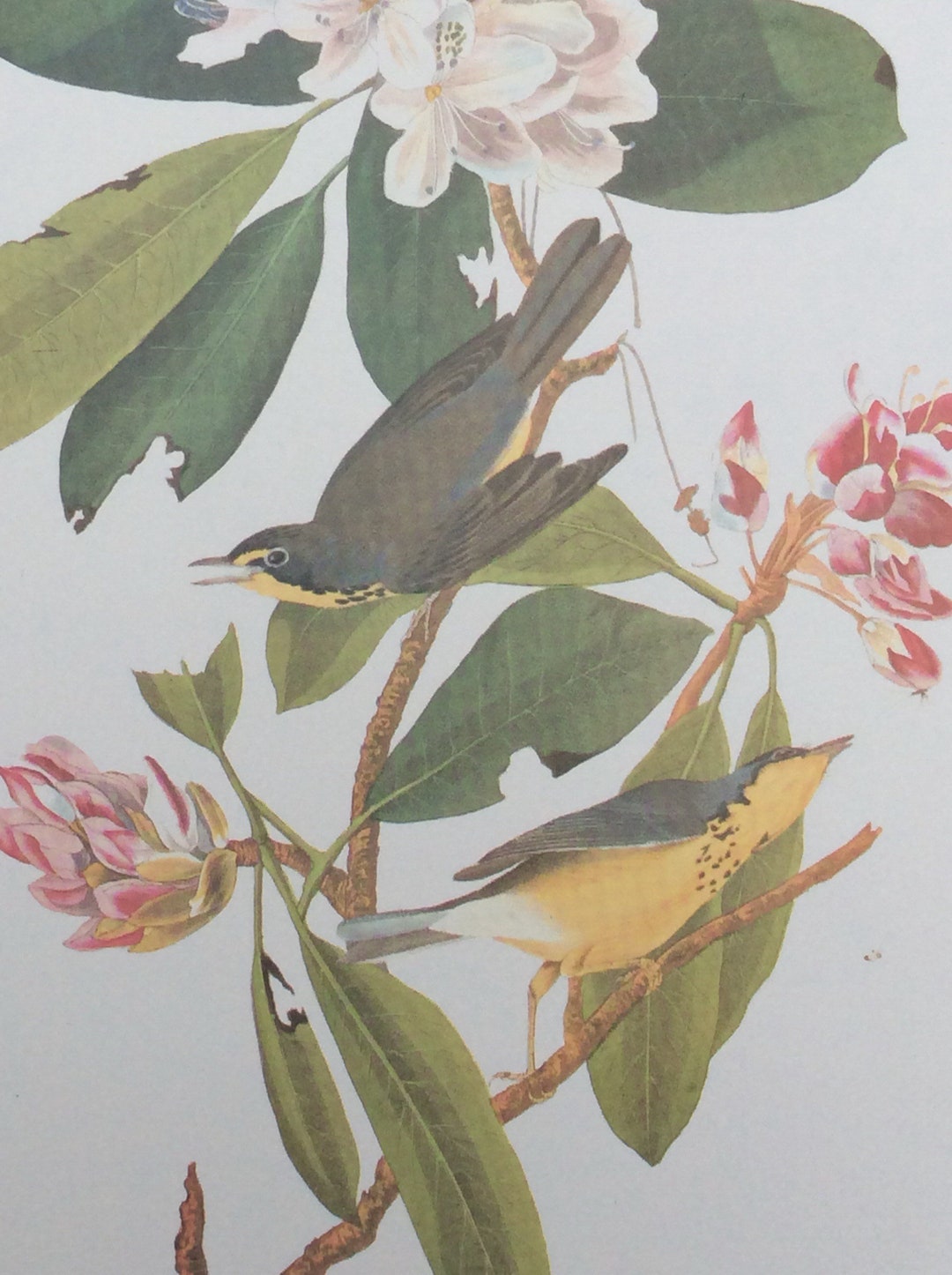 Canada Warbler, Bird Print, Canada Warbler Print, Nature Print, Small ...