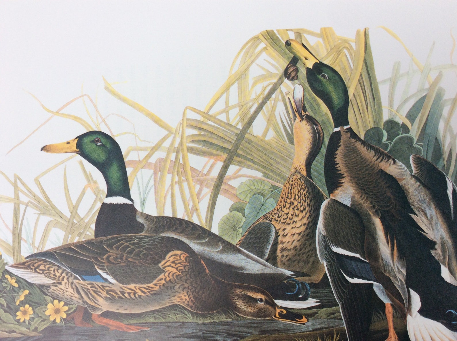 Mallard,bird Print, Mallard Print, Birding Print, Hunters Decor, Puddle ...
