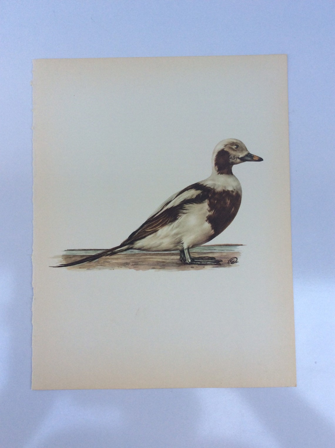 Long Tailed Duck, Duck Print, Nature Print, Birders Print, Birding, Sea ...