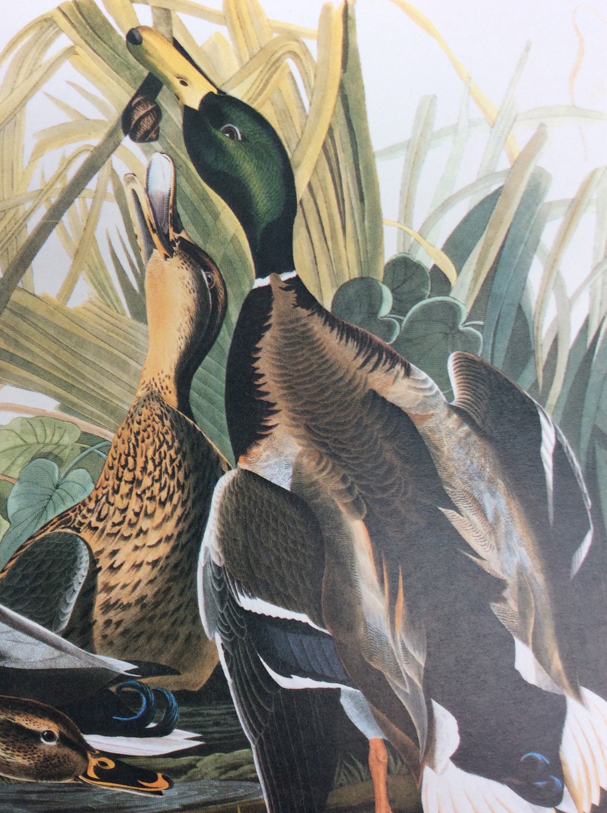 Mallard,bird Print, Mallard Print, Birding Print, Hunters Decor, Puddle ...