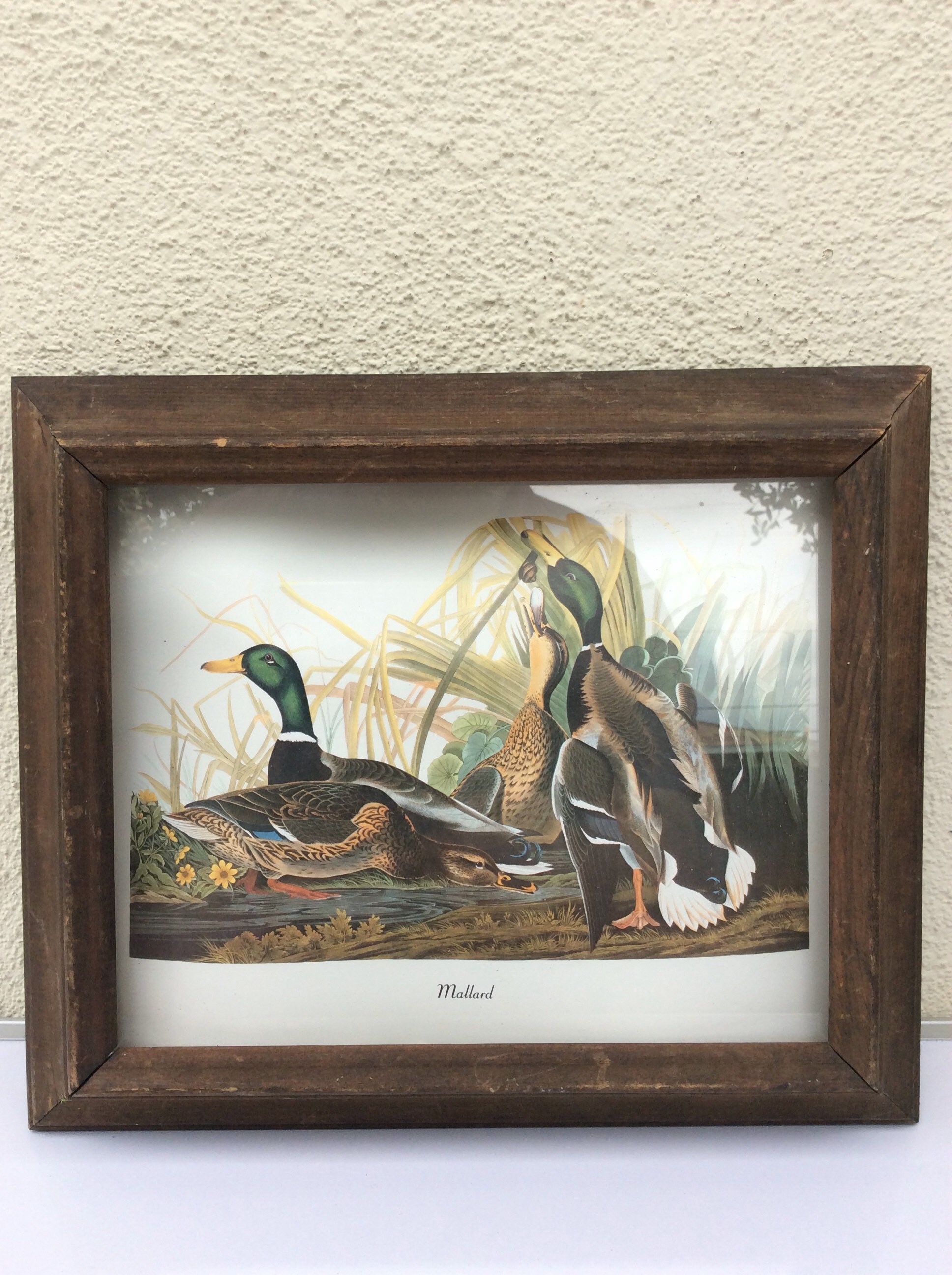 Mallard,bird Print, Mallard Print, Birding Print, Hunters Decor, Puddle ...