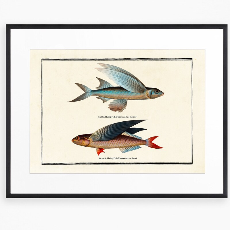 Flying Fish Print - Etsy